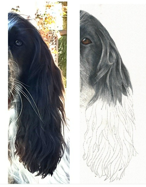 Complex Fur Patterns in Watercolor